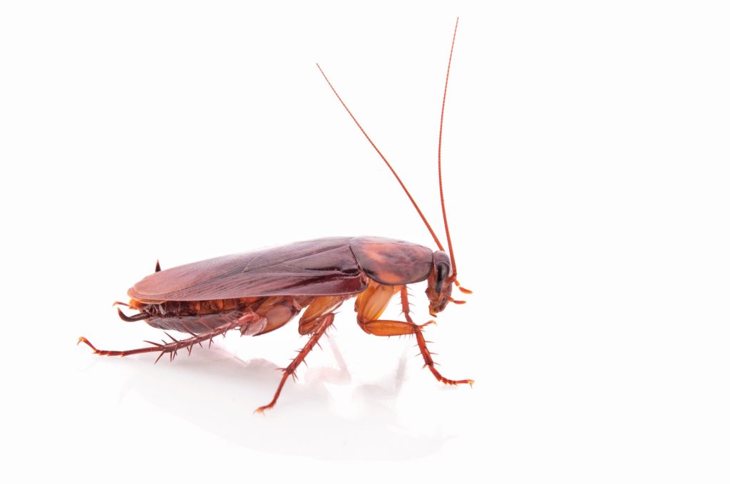 Cockroach Control Chandler | Orange Pest Control