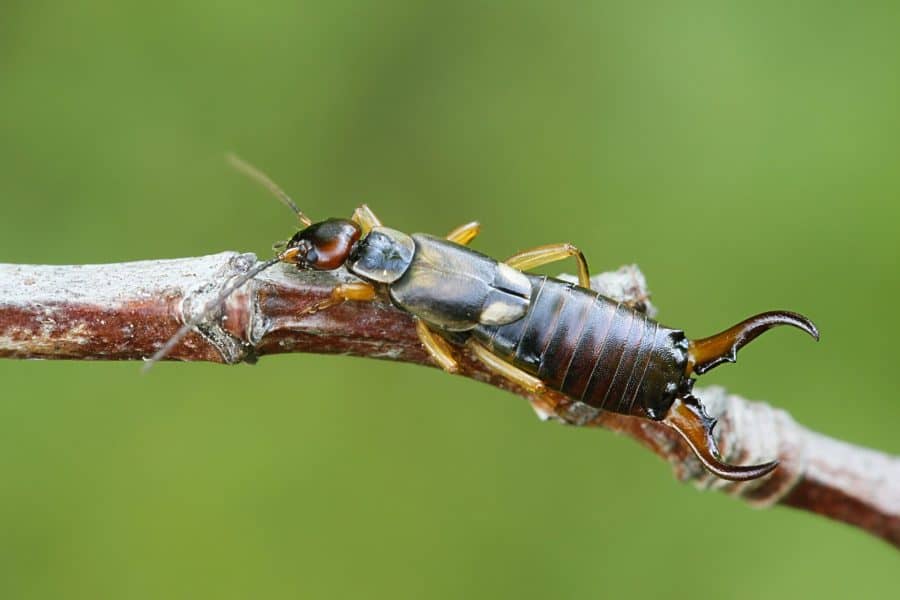 Earwig Control Tempe | Orange Pest Control